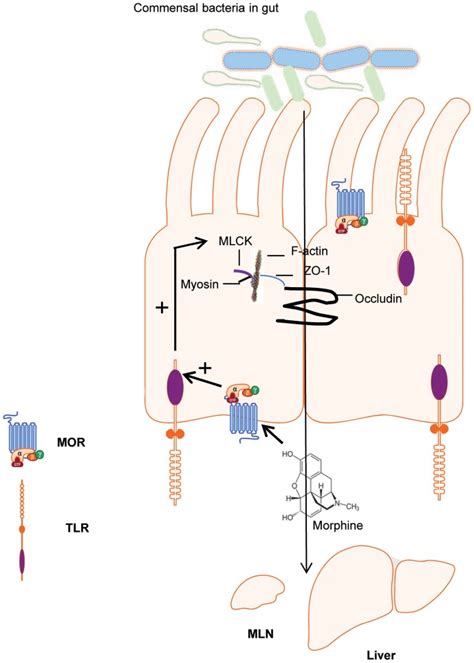Morphine Treatments Up Regulate Tlr Expression Levels In Small