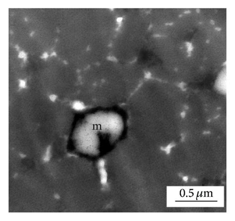 Electron Microscopy Reveals Altered Mitochondria Morphology Download Scientific Diagram