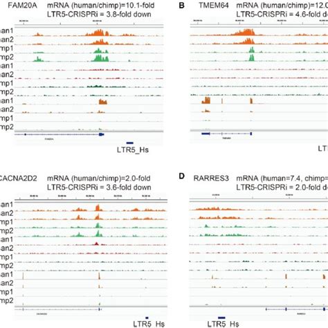 Comparison Of Gene Expression Between Human And Chimpanzee Ipscs A Download Scientific