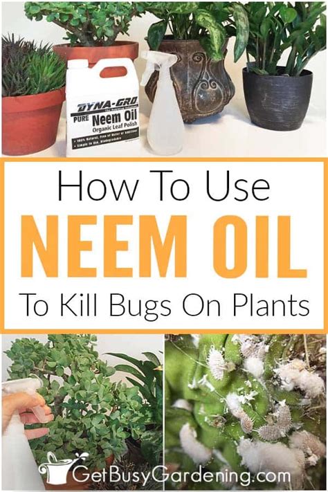 How To Use Neem Oil For Plants Get Busy Gardening