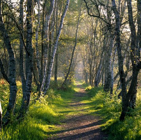 Forest Définition Cest Quoi