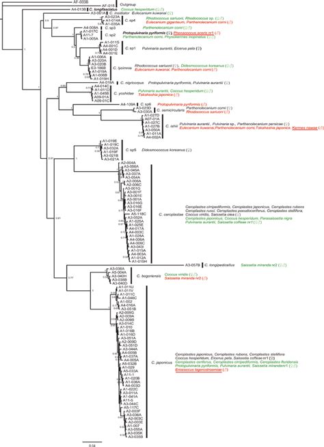 Bayesian Inference Phylogram Of The 17 Coccophagus Species Using 115