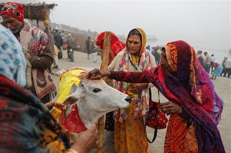Indian Government Asks People To Hug Cows On Valentines Day Lapresse