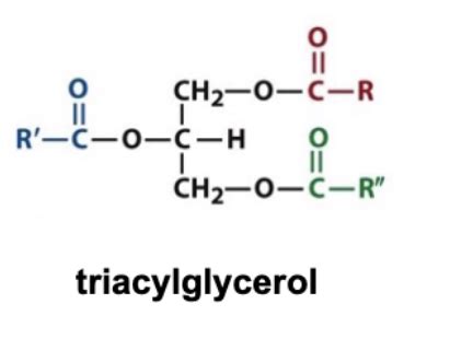 Chapter Lipid Synthesis Flashcards Quizlet