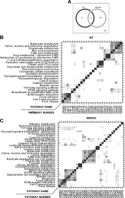 Figure 5 From Role Of The Estrogenestrogen Receptor Beta Axis In The
