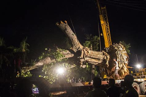How To Transplant Trees Marked For Felling Lessons From Bengaluru Citizen Matters