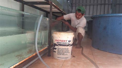 Budidaya Ikan Air Tawar BBIL Pangkalpinang Babel 2 Bulan Terjual 23