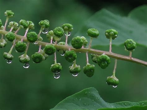 Droplets Xi By Suburbancowgirl On Deviantart