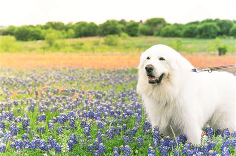 The Only Great Pyrenees Growth Chart You Will Ever Need