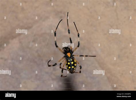 A Beautiful African Hermit Spider Nephilingis Cruentata On Its Web On