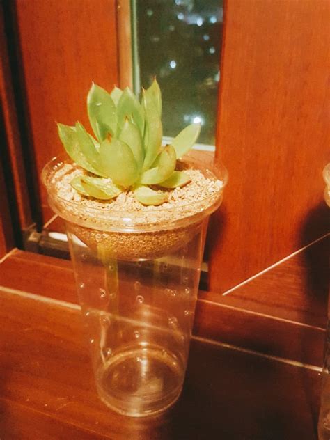 재활용 커피컵 다육이 화분 네이버 블로그