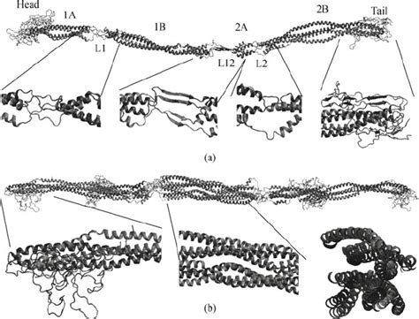 7 Structure Of The Vimentin Intermediate Filament Dimer Panel A And Download Scientific