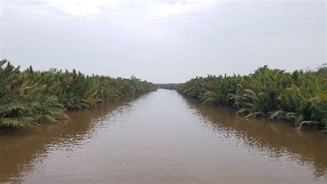 Tanjung Puting National Park Central Kalimantan 2019 All You Need