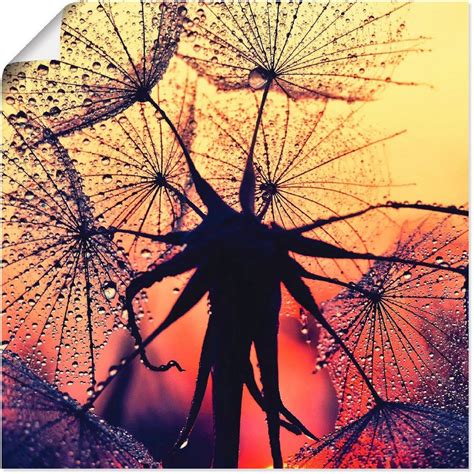Artland Wandbild Pusteblume Im Sonnenuntergang Blumen 1 Stück In