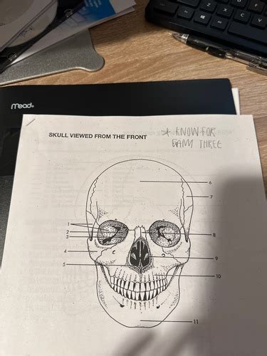 Chapter 7 Skeletal System Flashcards Quizlet