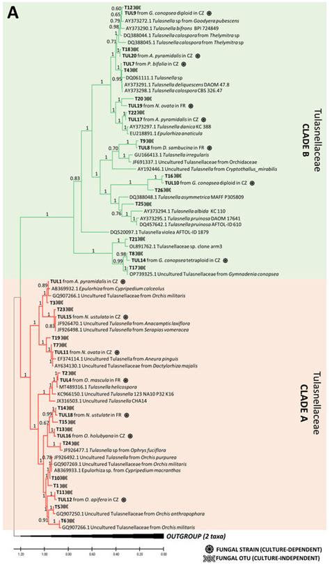 Jof Special Issue Diversity And Molecular Systematics Of Plant