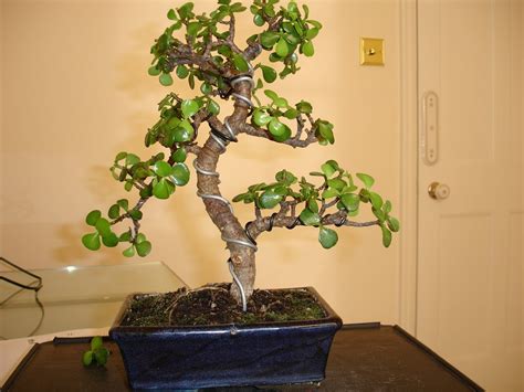 Bonsai Jade Wiring And Pruning Mikbonsai Trees South West London