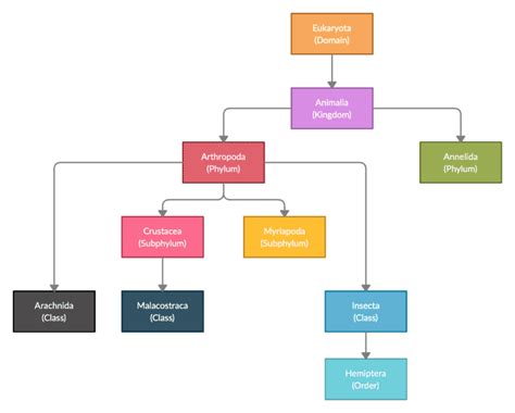 taxonomy for insects pointe pest control exterminator and pest control