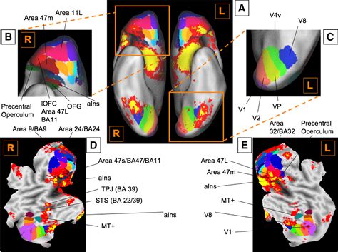 Figure 6 From Functional Grouping And Corticalsubcortical Interactions