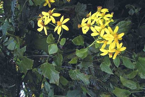 Senecio Tamoides