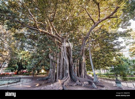 Large Ficus Macrophylla Tree Commolny Known As Moreton Bay Fig In Giardino Garibaldi Park
