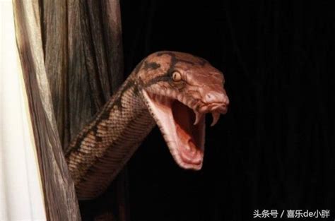 動物世界 致命毒牙 每日頭條