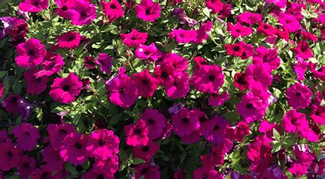 The Great Debate Annuals Vs Perennials Davey Tree
