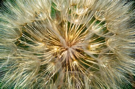 Premium Photo Beautiful Wild Growing Flower Seed Dandelion On