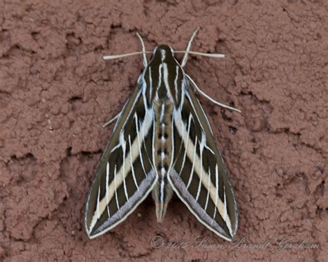Sphinx Moth Archives Southwest Desert Gardeningsouthwest Desert Gardening