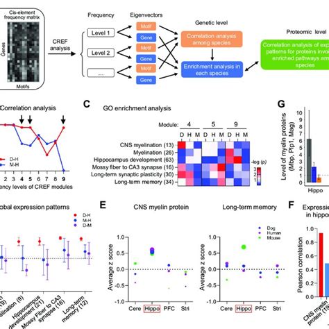 Pdf Comparative Proteome And Cis Regulatory Element Analysis Reveals