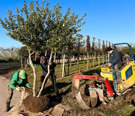 Multi Stem Trees Kildare Native Trees Woodstock Plants