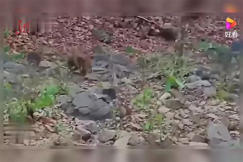 各种动物抓猴子场面，老虎上树抓猴子，却没想被猴子戏耍的团团转猴子老虎上树