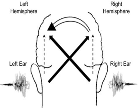 Psy 2210 Ch 16 Lateralization Language And The Split Brain The Left And Right Brain
