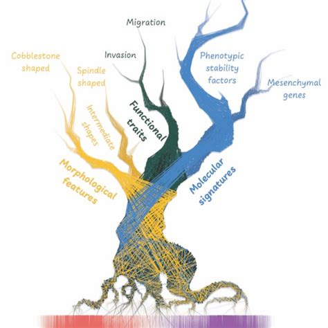 Multi Dimensional Nature Of EMP The Position Of A Cell Along The EMP Download Scientific