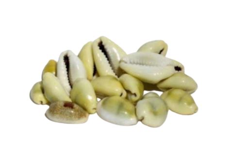 Cowrie Shells Ceremonial Tool