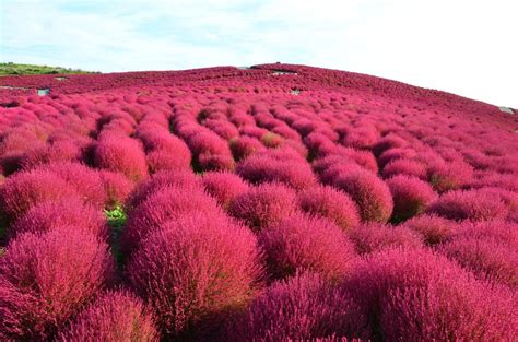 茨城・国営ひたち海浜公園「コキアカーニバル」10月1日から開催！丘を赤く染め上げるもふもふのコキア おんせんニュース