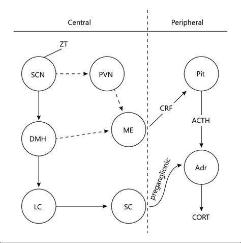 Schematic Representation Of Potential Neurocircuitry In The Central Download Scientific Diagram