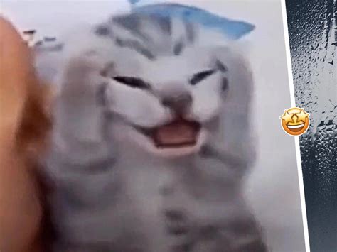Пикчи с котами которых мы заслуживаем ВКонтакте