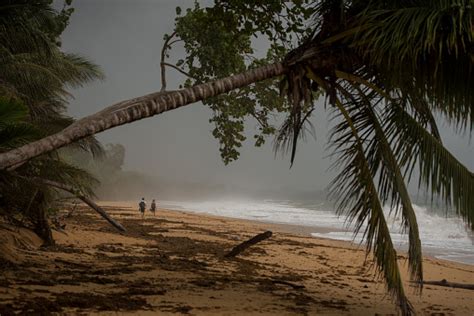 구부러진 코코넛 나무 뒤의 모래 위를 걷는 사람들과 함께 열대 해변의 경치 좋은 전망 걷기에 대한 스톡 사진 및 기타 이미지 걷기 관광 굽은 Istock