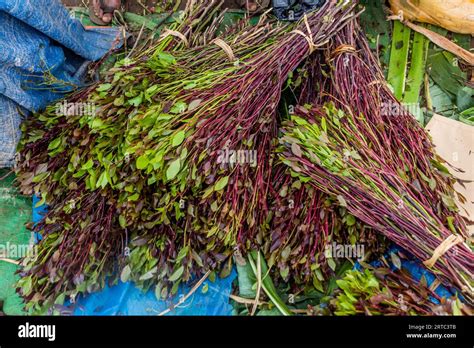 Detail Of Khat Qat Branches In Ethiopia Stock Photo Alamy
