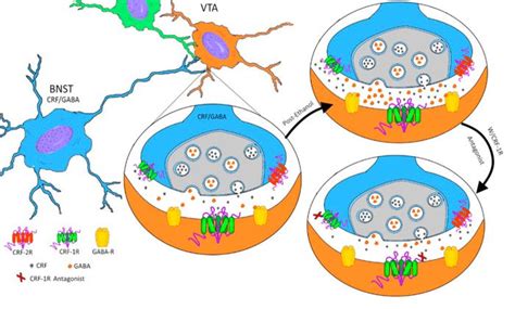The Binge Drinking Brain Circuit Neuroscience
