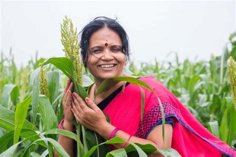 Jowar Plant