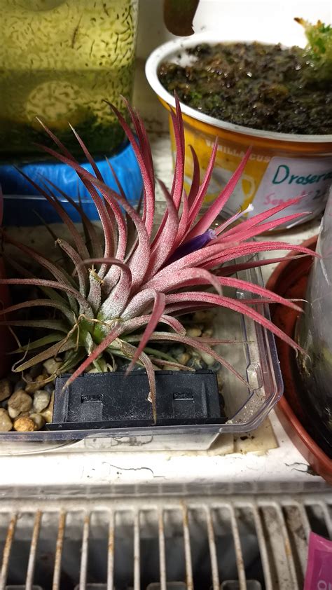 Flower Album On Imgur