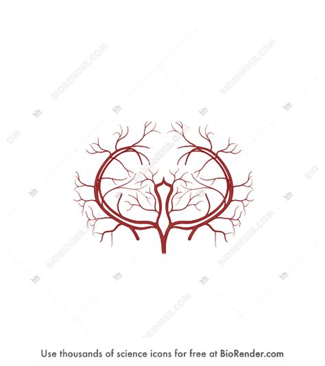 Free Mouse Brain Coronal Arteries Icons Symbols Images BioRender