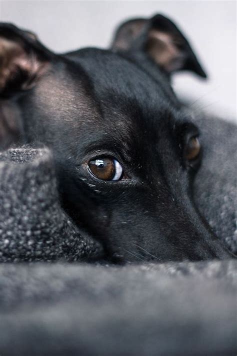 7 Ways How To Show Your Dog Love That They Can Understand Dogs Dog