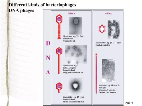 Bacteriophages Pptx