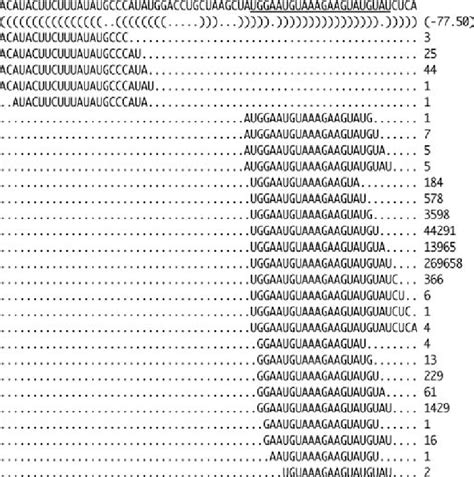 Example Of Small Rna Reads Aligning To A Known Mirna Precursor