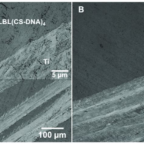 Scanning Electron Micrographs Of Multilayer Coatings On Ti Surfaces