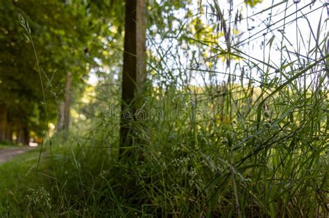 Barbed Wire Fence And Grass Stock Image Image Of Cloud Natural