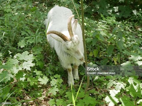 어린 흰 염소가 숲속의 개간지에서 걷고 육즙이 많은 녹색 잔디를 먹는다 길고 날카로운 뿔 도시 밖의 화창한 여름날 0명에 대한 스톡 사진 및 기타 이미지 Istock